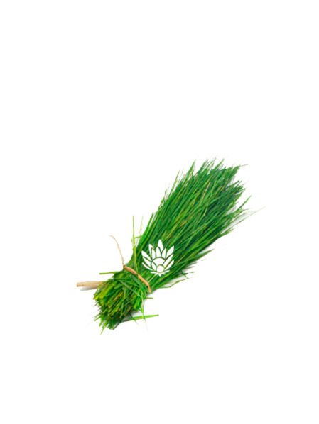 Fresh Dhurva Grass for Pooja | Sacred Ritual Use