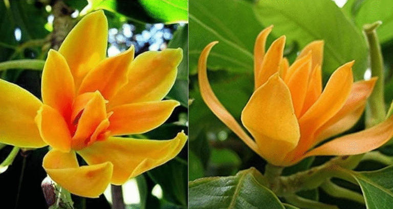 Buy Fresh Champa Flowers Online | Sampangi for Pooja – GetFlowersDaily.com